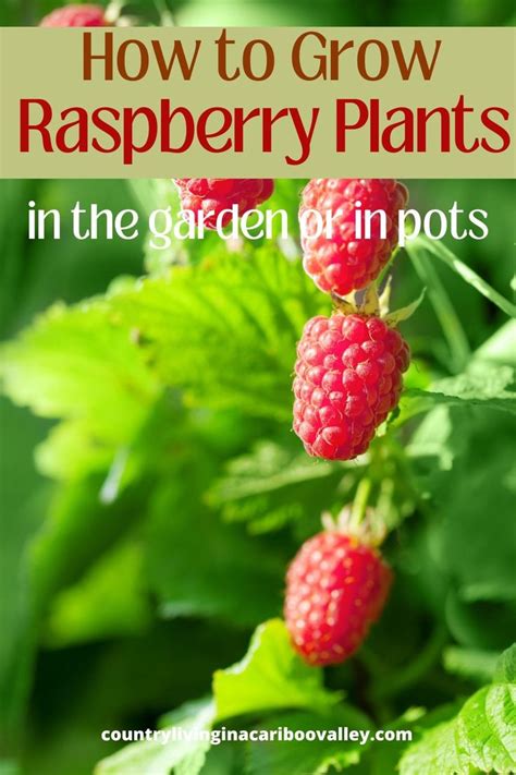 How To Maintain A Raspberry Patch How To Prune Raspberry Plants In