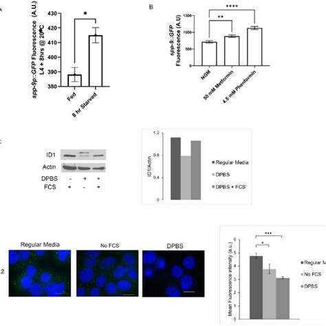Nutrient Stress Suppresses Bmp Signaling A Fluorescence Quantification Download Scientific
