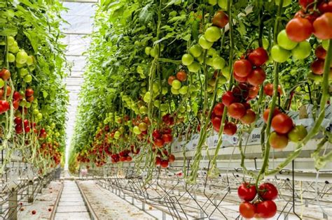 Hydroponic Tomato Farming Wonderful New Age Cultivation