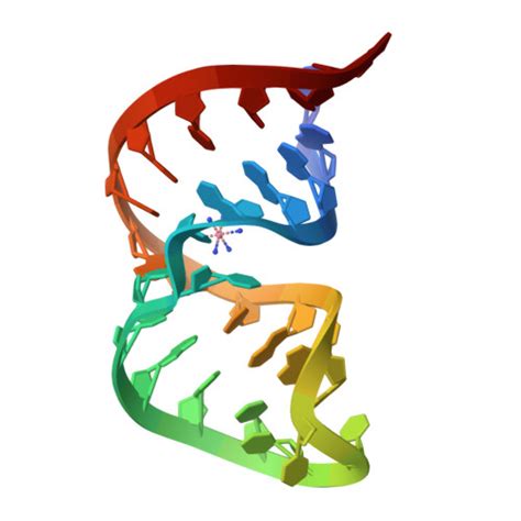 Rcsb Pdb 1f79 Solution Structure Of Rnase P Rna M1 Rna P4 Stem C70u Mutant