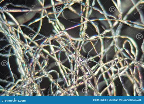 Cotton Fiber Microscope At Adela Spooner Blog