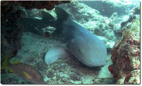 Nurse Shark X10 Facts Habitat Social And Hunting Behavior Offspring