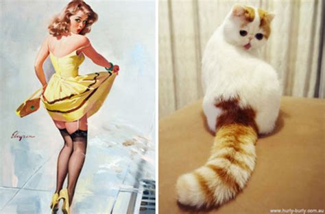 Potret Kucing Jiplak Pose Model Cantik Ini Gak Kalah Seksi Lho Malah Bikin Gemes Tribunkaltim Co