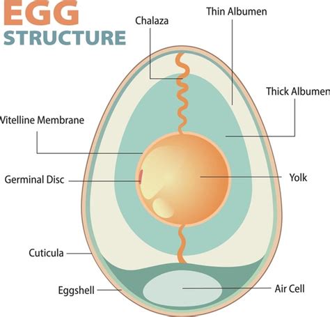 Bird Egg Structure Royalty Free Images Stock Photos Pictures Shutterstock