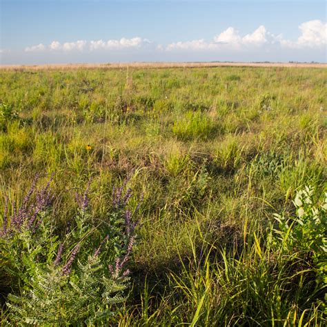 Spectral Diversity Biodiversity Spectral Evolution