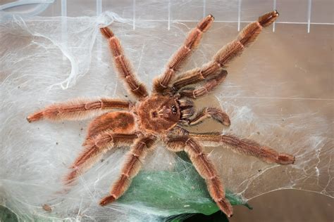 Psalmopoeus Ecclesiasticus Arachnoboards