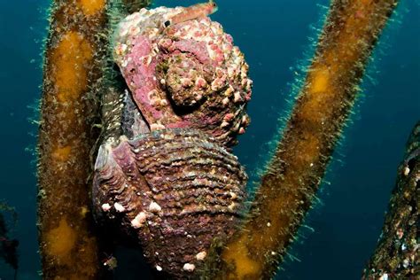 Seafood Delicacy That May Hold Cure For Cancer Is Named Mollusk Of The Year Seafood Delicacy That May Hold Cure For Cancer Is Named Mollusk Of The Year