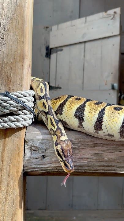 Ball Python At Flamingo Gardens Youtube