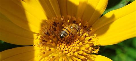 Bee On Flower Collecting Pollen Stock Image Image Of Flower Nature