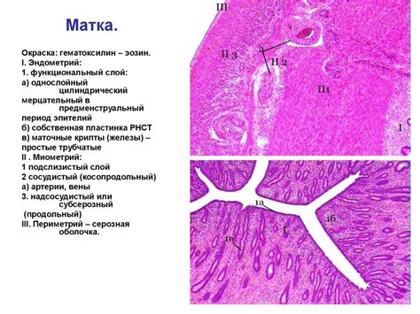 Морфология органов женской половой системы Online Presentation
