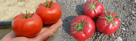 Bursa Tohum - Bursa Seed / Vegetable Seed, breeding F1 hybrids, tomato ...