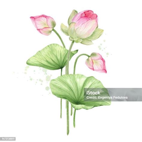 핑크 연꽃과 나뭇잎 수채화 그림입니다 연꽃과 구성 중국 수련 초대장 영화 포스터 직물 및 기타 품목의 디자인을위한 디자인 0명에 대한 스톡 벡터 아트 및 기타 이미지