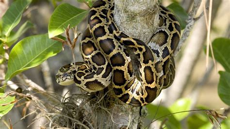 Python Theme For Windows 10 And 11