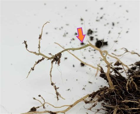 A Simple Guide To Root Rot How To Identify Control And Prevent It A Natural Curiosity