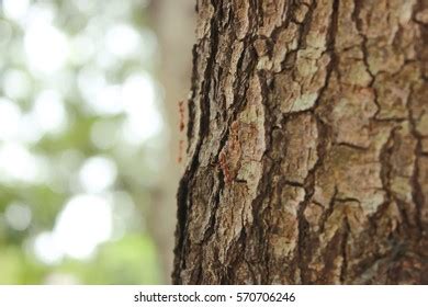 Large Scratch Marks On Trunk Tree Stock Photo 751987090 Shutterstock