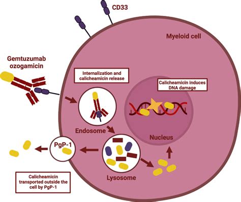 Gemtuzumab Ozogamicin The First Approved Adc