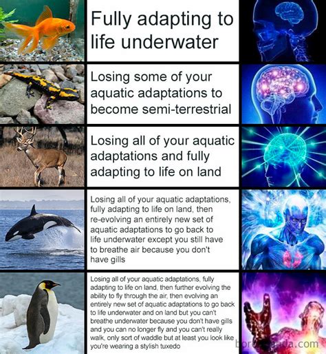 People Are Making Fun Of Evolution Of Pretty Much Everything With 40 Hilarious Memes Bored Panda