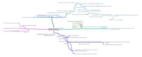 Medula Espinal Coggle Diagram