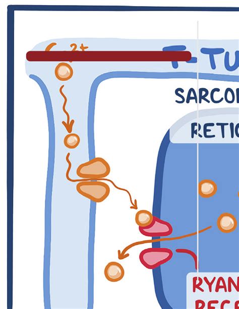 Cardiac Electrophysiology Notes Diagrams And Download Pdf Osmosis