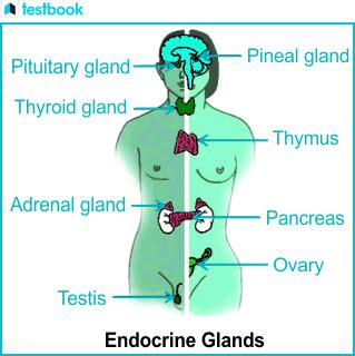Understanding The Endocrine System And Its Glands
