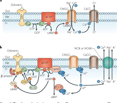 Figure 3 From Olfactory Signalling In Vertebrates And Insects Differences And Commonalities