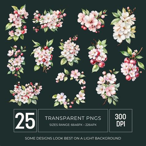 Cherry Blossom Watercolor Clipart Png Spring Floral Graphics For