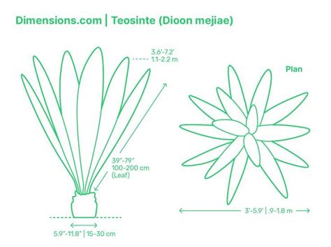 Teosinte Dioon Mejiae Sacred Ear Tree