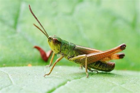 Optimal Grasshopper Habitat Crafting An Ideal Environment
