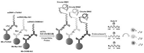 Kit For Simultaneously Detecting Multiple Biomarkers Based On Nucleic Acid Rolling Circle