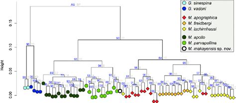 Cluster Dendrogram For The Euclidian Distance In Wing Morphometry Pca