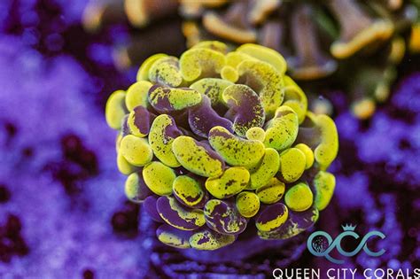 Indo Yellow Splatter Hammer Wysiwyg Queen City Corals