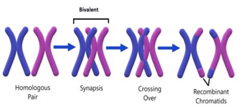 Bivalent Definition And Examples Biology Online Dictionary