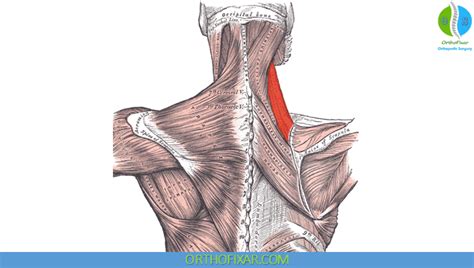 Levator Scapulae Muscle Musculus Levator Scapulae