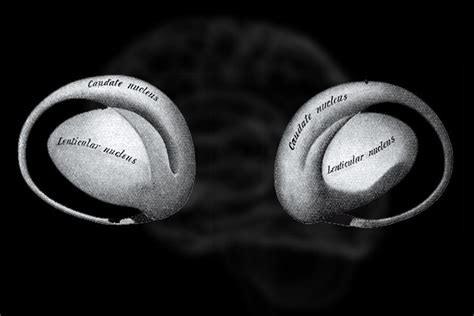 Lenticular Nucleus Function Anatomy Characteristics