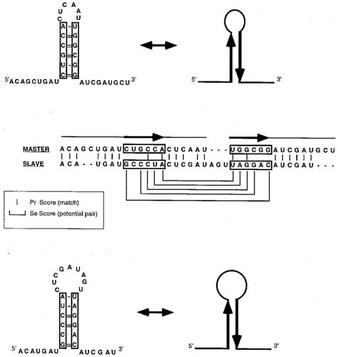 Rna Alignment A Master Sequence With A Known Secondary Structure