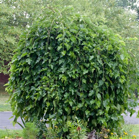 Weeping Mulberry An Excellent Addition To Landscape Design My
