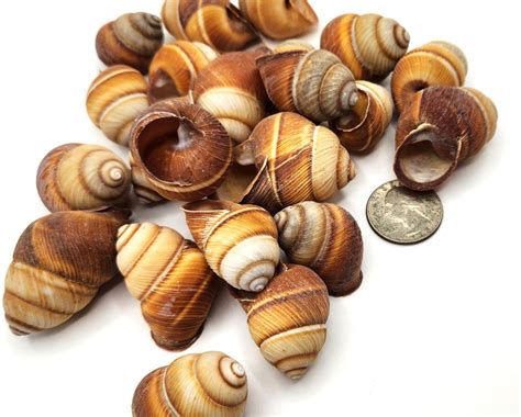 15 Pc Tree Snail Shells Striped Brown Tree Snail Seashells Beach