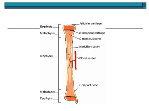 MSK Anatomy Patho Flashcards Quizlet