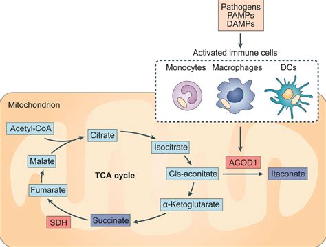 Metabolism Of Itaconate Multiple Stimuli Such As Live Pathogens Download Scientific Diagram