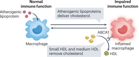 size matters hdl particle populations and the risk of infection