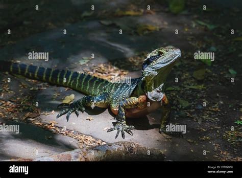 Australian Eastern Water Dragon Lizard High Resolution Stock