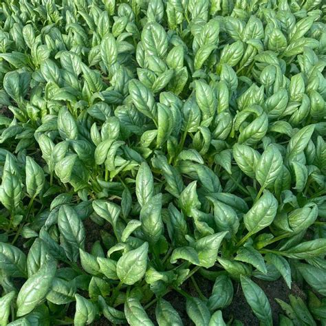 Сонгино Агро өвлийн хүлэмж Ulaanbaatar