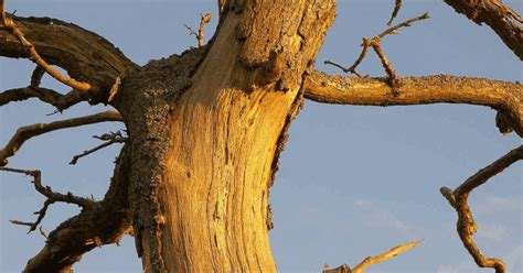 How To Treat Sunscald On Tree Essential Care Tips