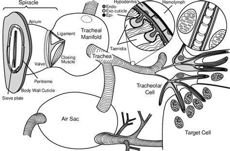 1 Schematic View Of The Insect Tracheal System Not To Scale Adapted Download Scientific