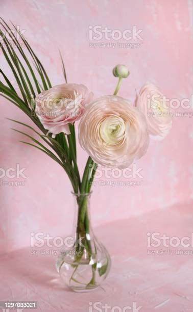 분홍색 배경에 유리 꽃병에 밝은 분홍색 Ranunculus와 몬스터 잎 전면 보기입니다 세로 사진 0명에 대한 스톡 사진 및