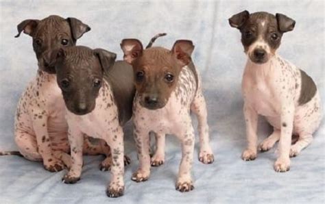 American Hairless Terrier Puppies Behavior And Characteristics In