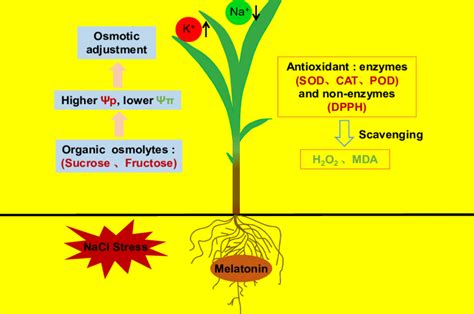 Schematic Model Showing The Role Of Exogenous Melatonin On Improving