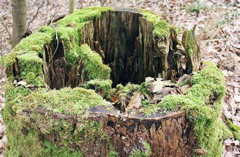 Moss Tree Stump Nature Free Photo On Pixabay Pixabay