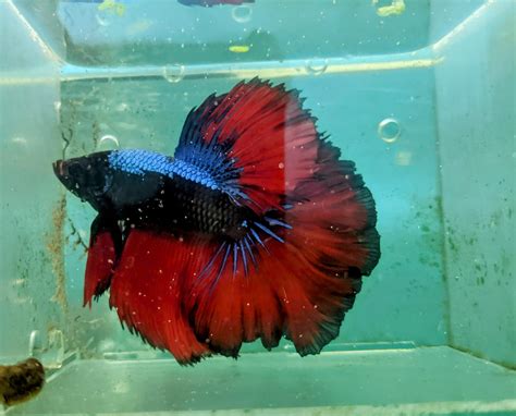 Dragon Scale Betta Male Or Female At Bianca Mulquin Blog