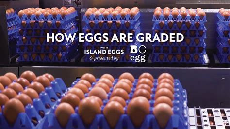 How Does Egg Grading Work At Natasha Groom Blog